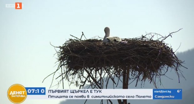 Първият щъркел пристигна у нас три седмици по-рано